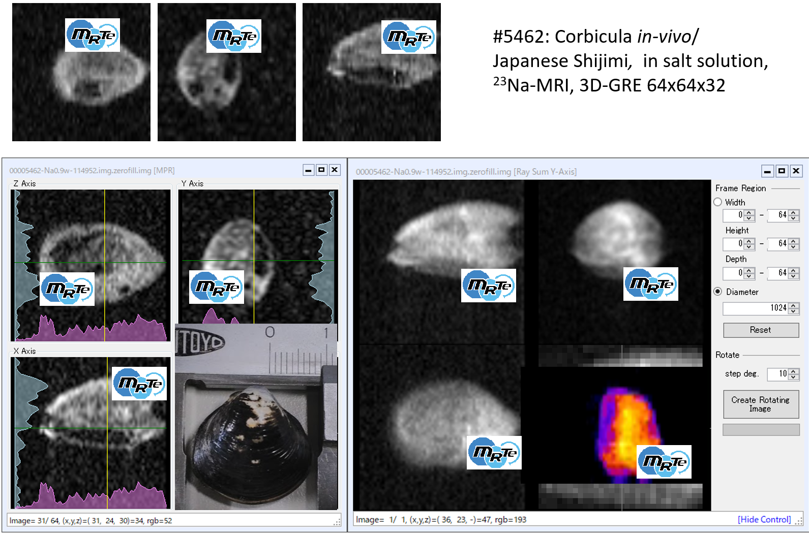 食品用MRI：シジミ(2枚貝)の23Na-MRI | MRTechnology（株式会社エム･アール･テクノロジー）ポータブルMRI ...